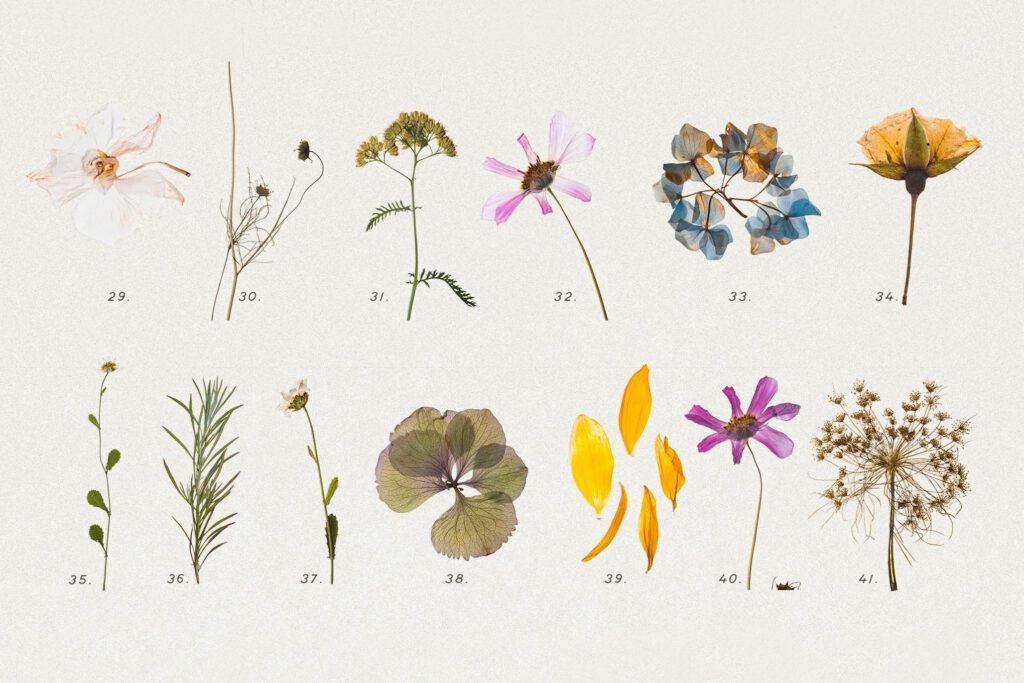 Bundle Dry Flowers & Leaves - Sparrow and Snow