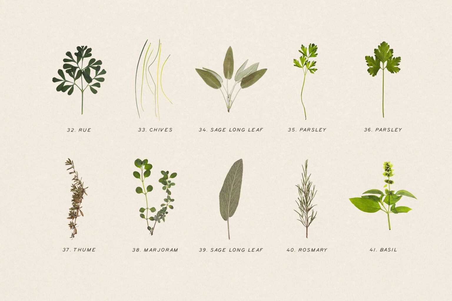 Pressed Herbs Vol.3 Elements - Sparrow and Snow