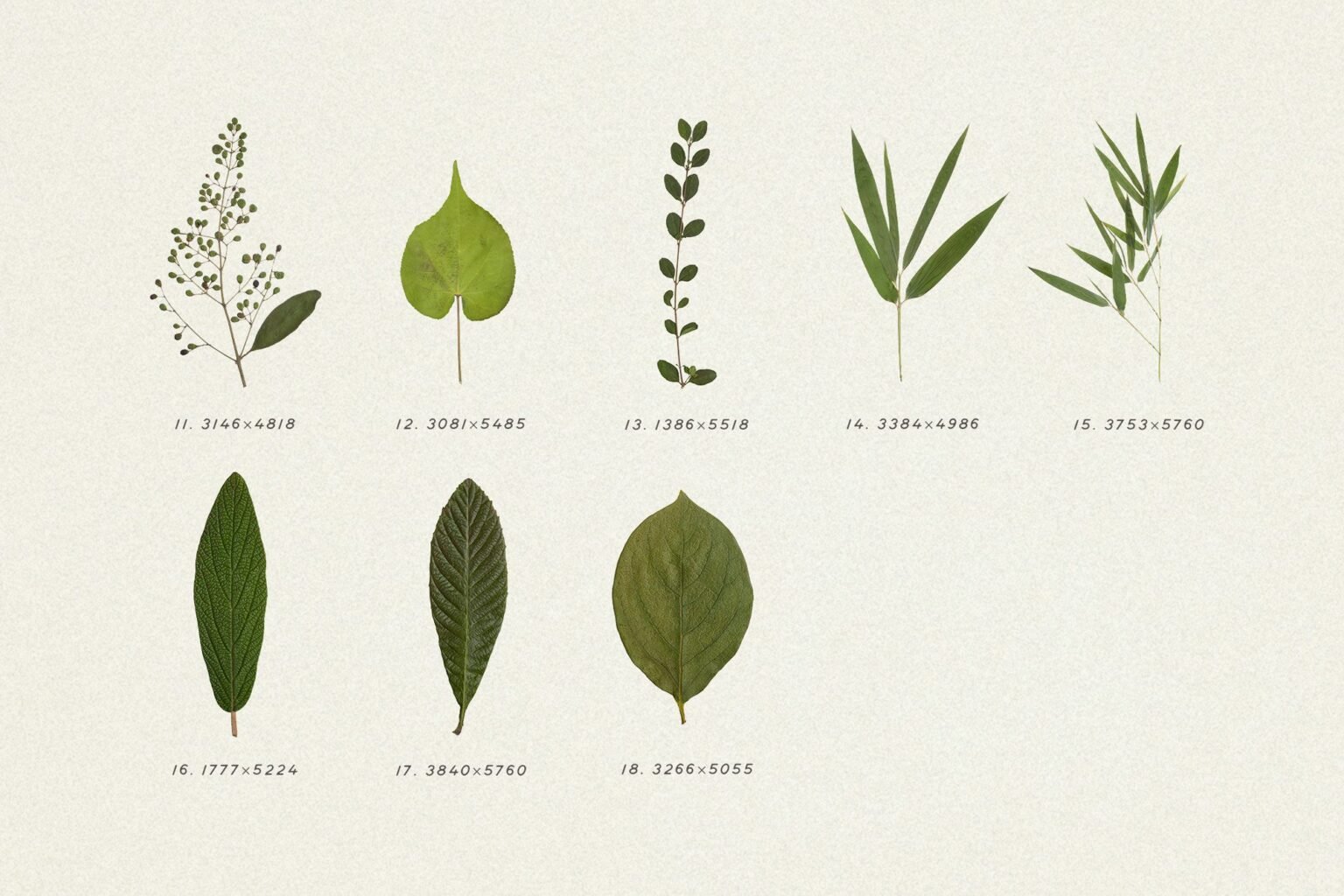 Pressed Green Leaves Vol.5 Elements - Sparrow and Snow