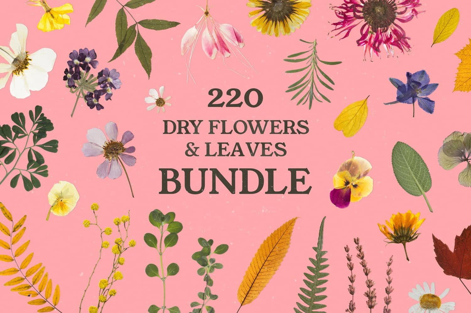 Bundle Dry Flowers & Leaves - Sparrow and Snow